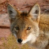 Seed Dispersal: How Do Plants Spread Their Seeds? - Owlcation