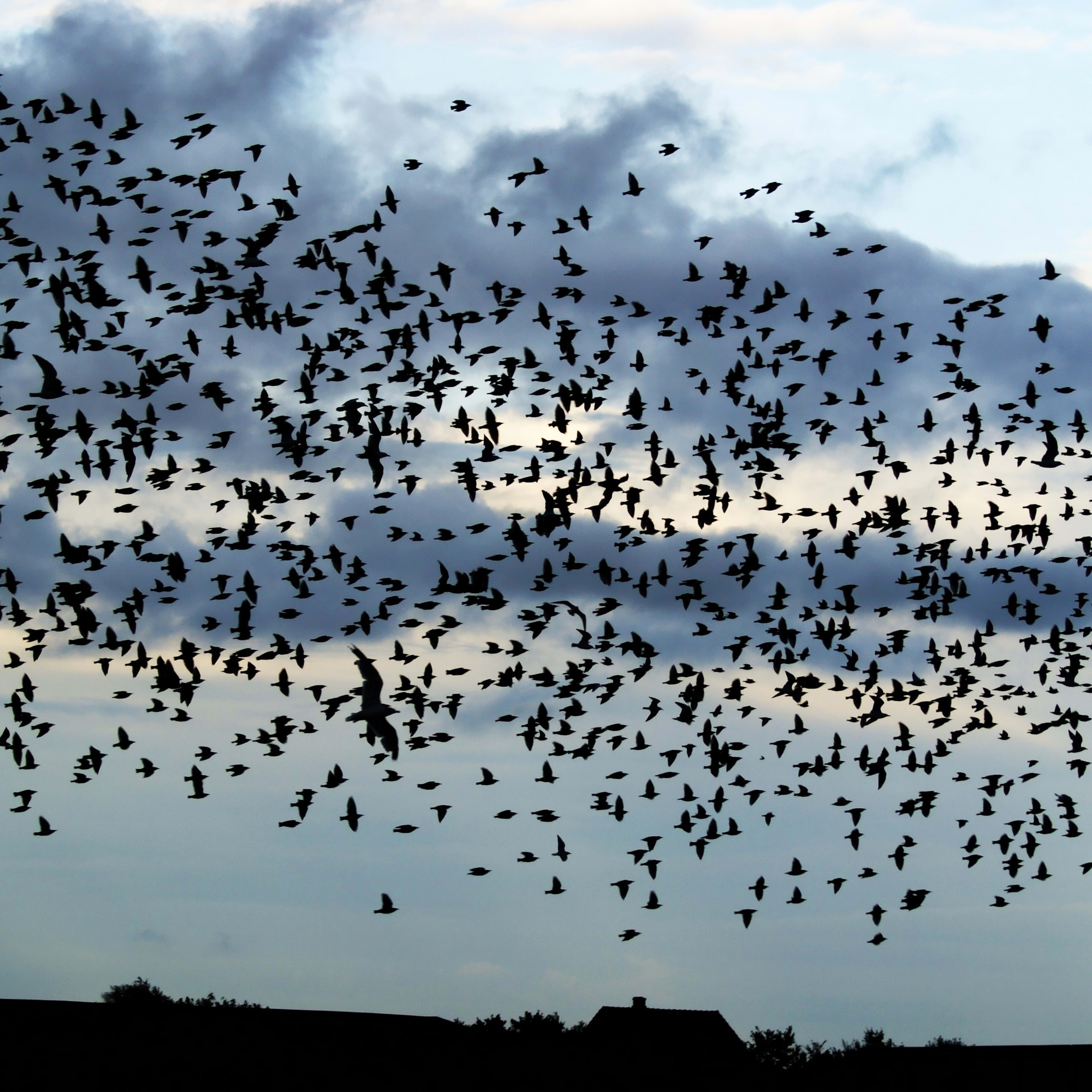 Giant Flock of Birds Overtake Texas Parking Lot in Alfred Hitchcock ...