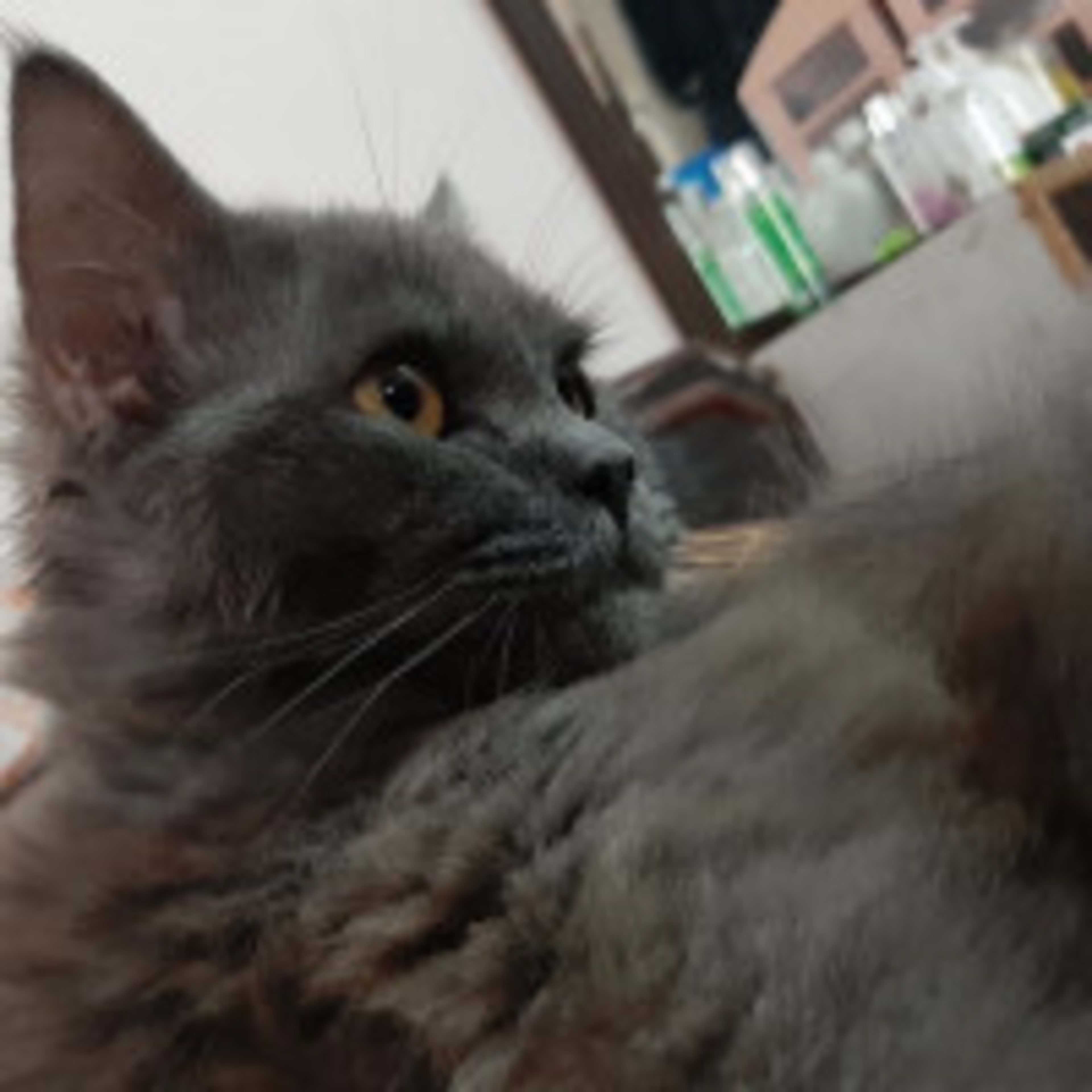 The Differences Between DNA and RNA Explained With Diagrams - Owlcation