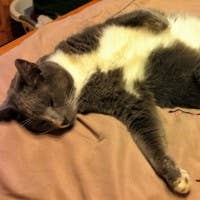 A Brief History of Clowns: How Did They Become Evil? - Owlcation