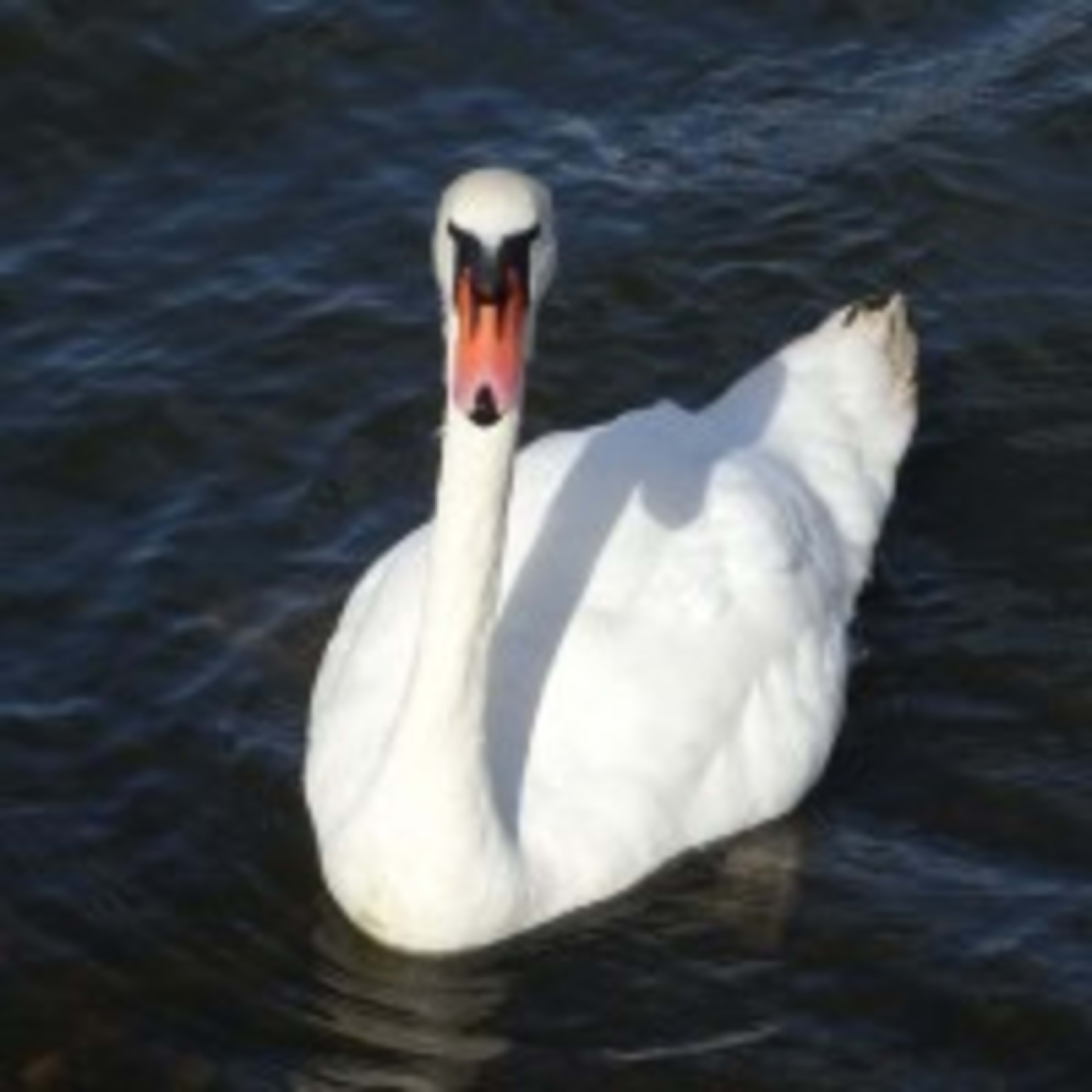 How to Avoid Typos and Improve Your Writing - Owlcation