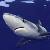 Sharks of the Mediterranean Sea - Owlcation