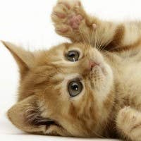 Differences Between Animal and Human Communication - Owlcation