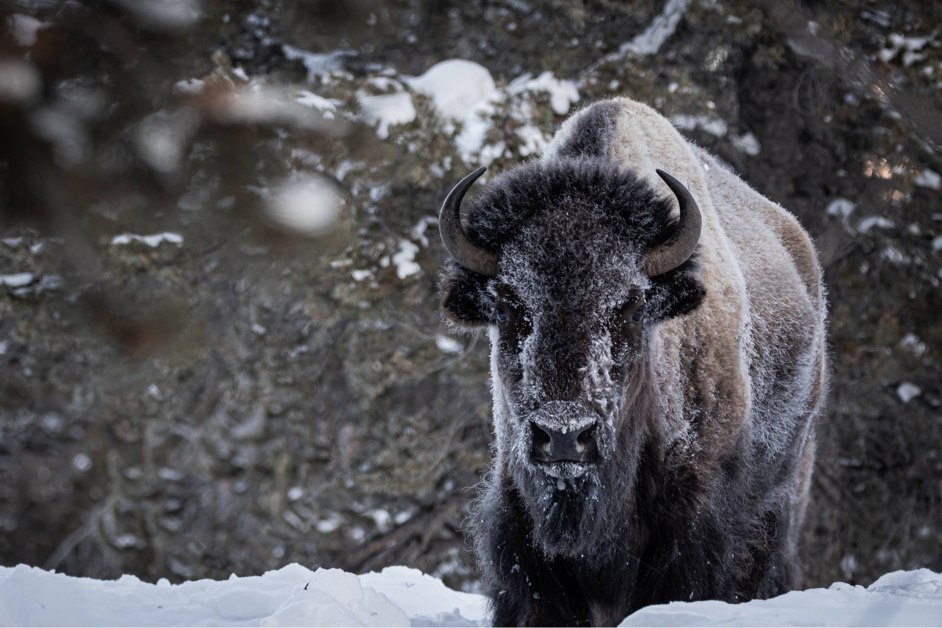 Jackson Hole: Where To Ski and What To Do - Powder