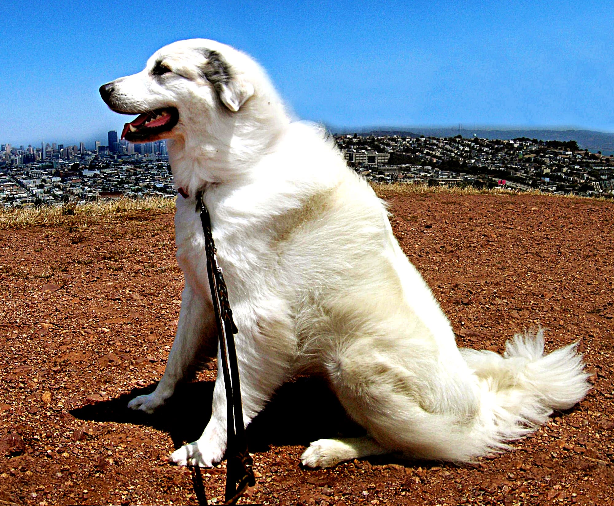 The 5 Best Livestock Guard Dogs for Sheep, Goats, and Other Herds